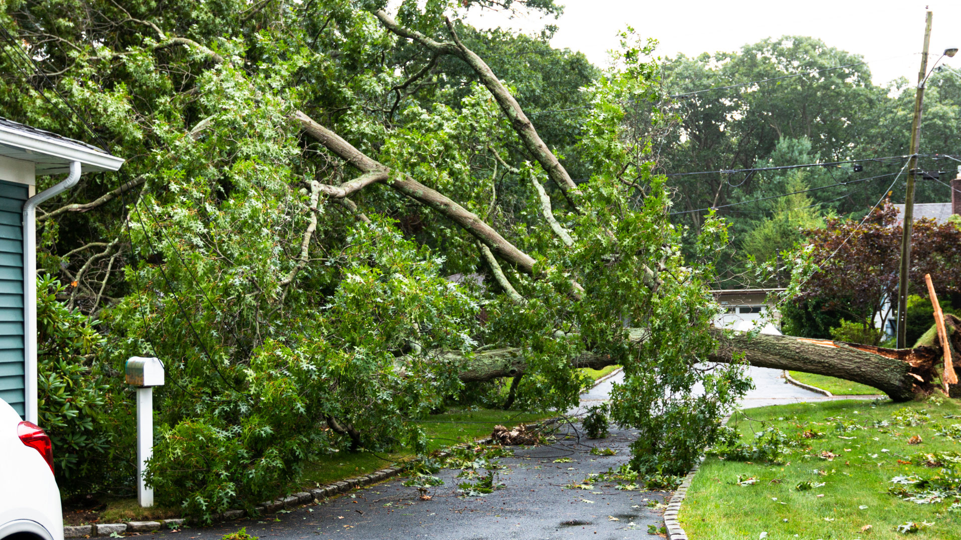 Lessons Learned from Hurricane Idalia - Precision Tree Care & Removal